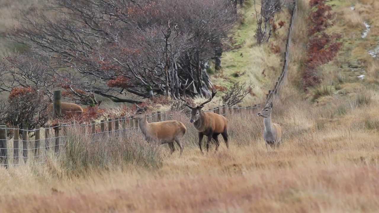 Exmoor red deer stag 02 - YouTube