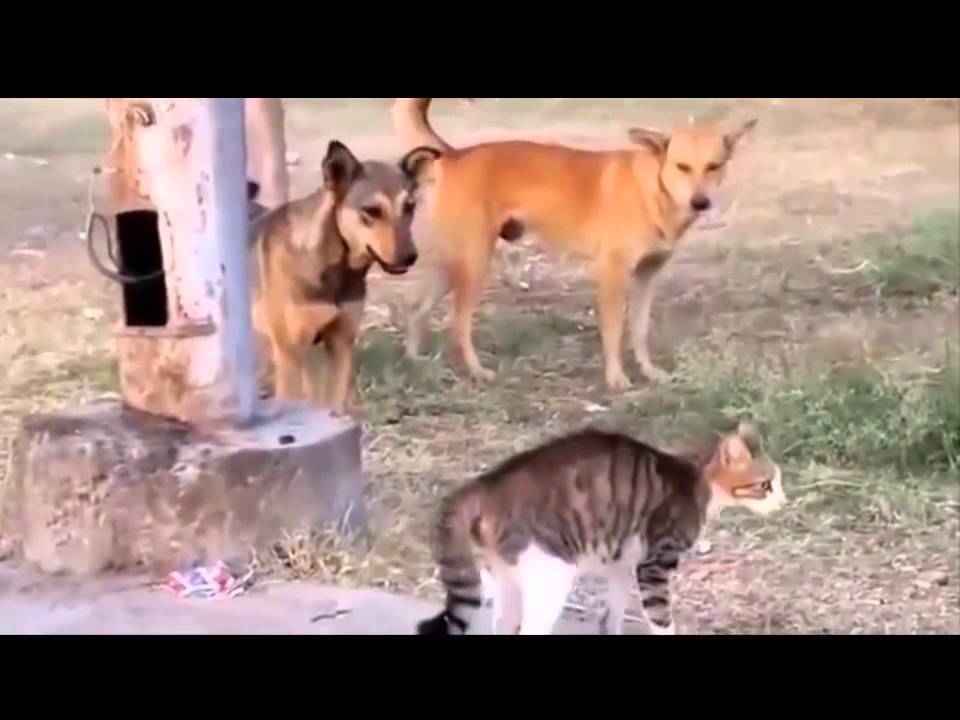Cat vs Dog, Fight like a champion - YouTube