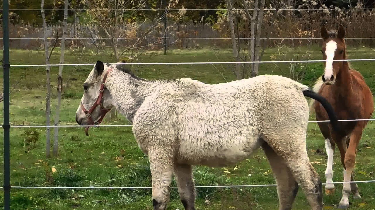 Colt and Filly meet - YouTube