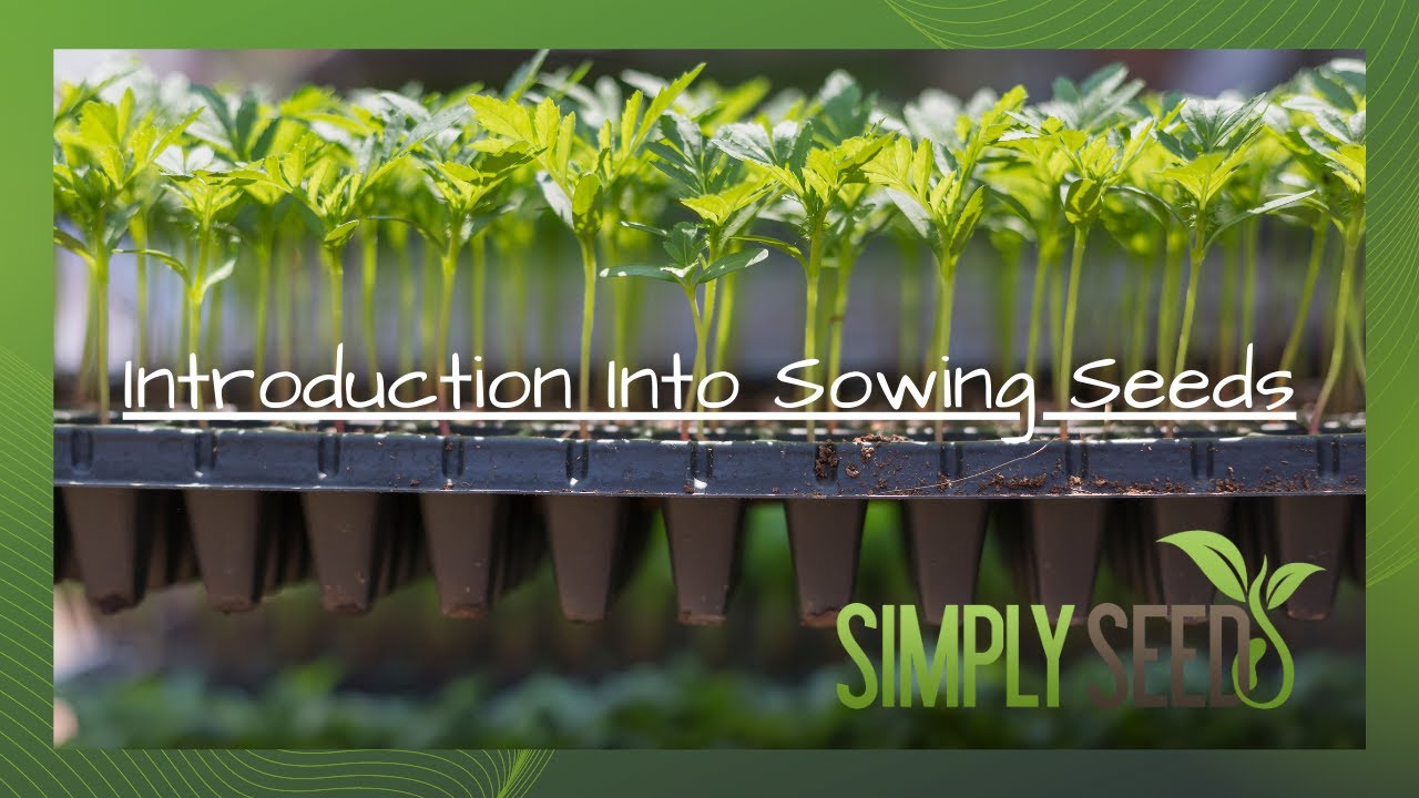 Introduction into Sowing Seeds - YouTube