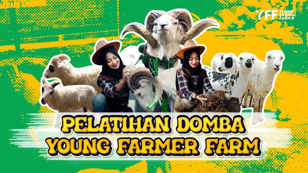 PELATIHAN BETERNAK DOMBA PRAKTIS DAN UNGGUL ALA YOUNG FARMER FARM - YouTube