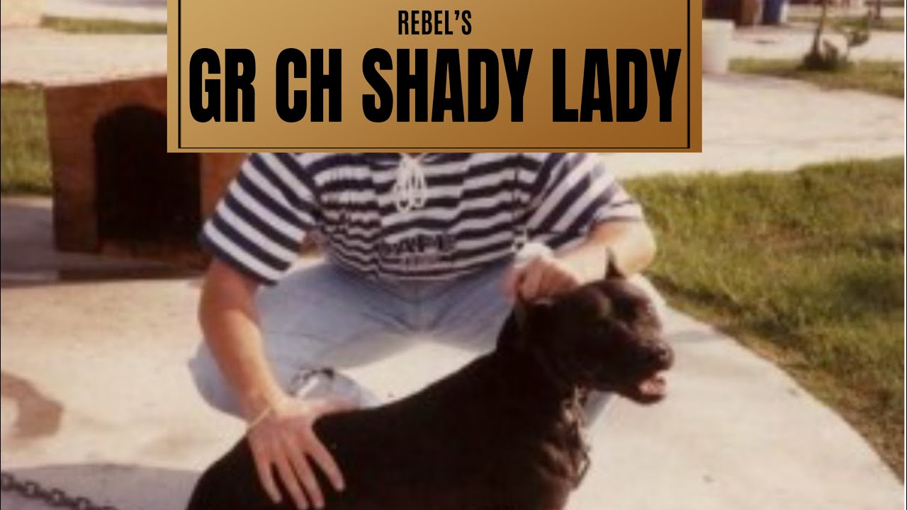 GR Ch SHADY LADY #pitbulls #apbt #pitbulldog - YouTube