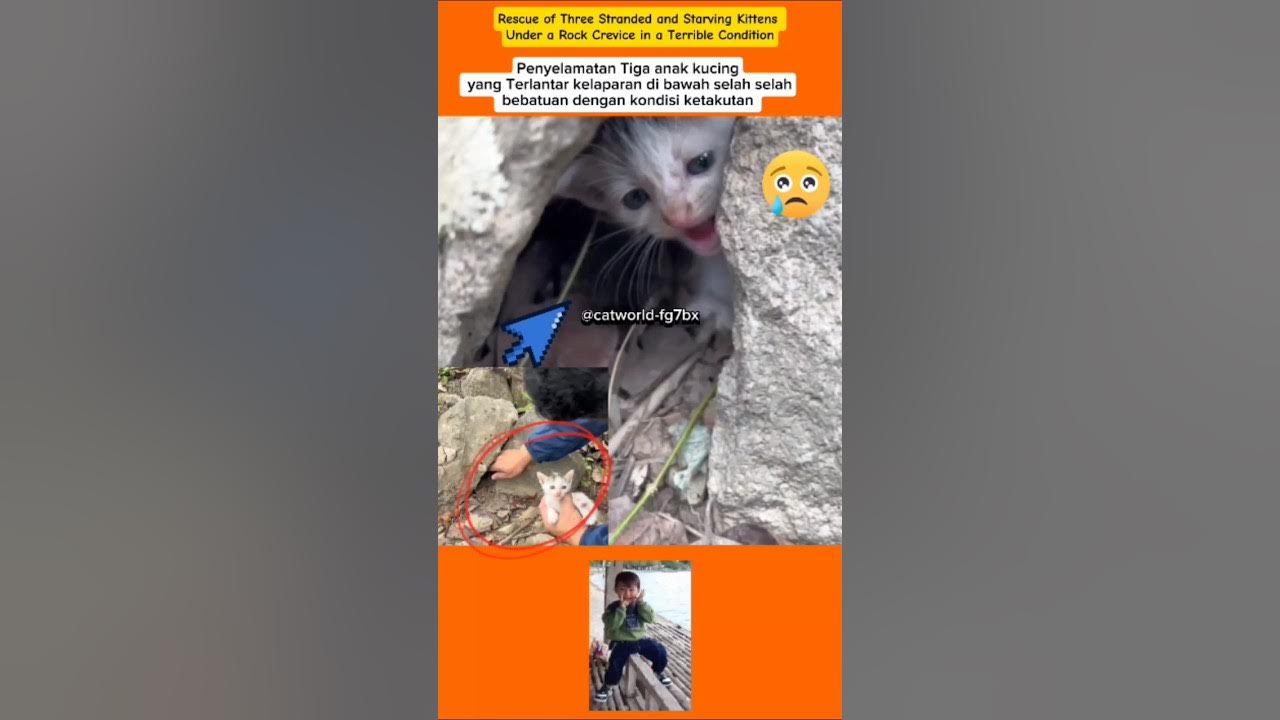 Penyelamatan tiga anak kucing yang Terlantar kelaparan 😭 #kucing #kitten #funny #shorts #short ...