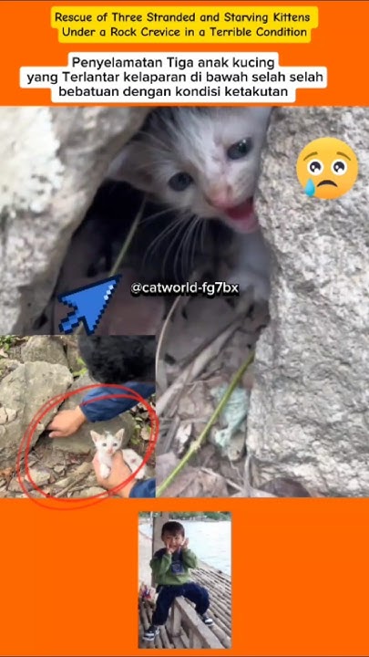 Penyelamatan tiga anak kucing yang Terlantar kelaparan 😭 #kucing #kitten #funny #shorts #short ...