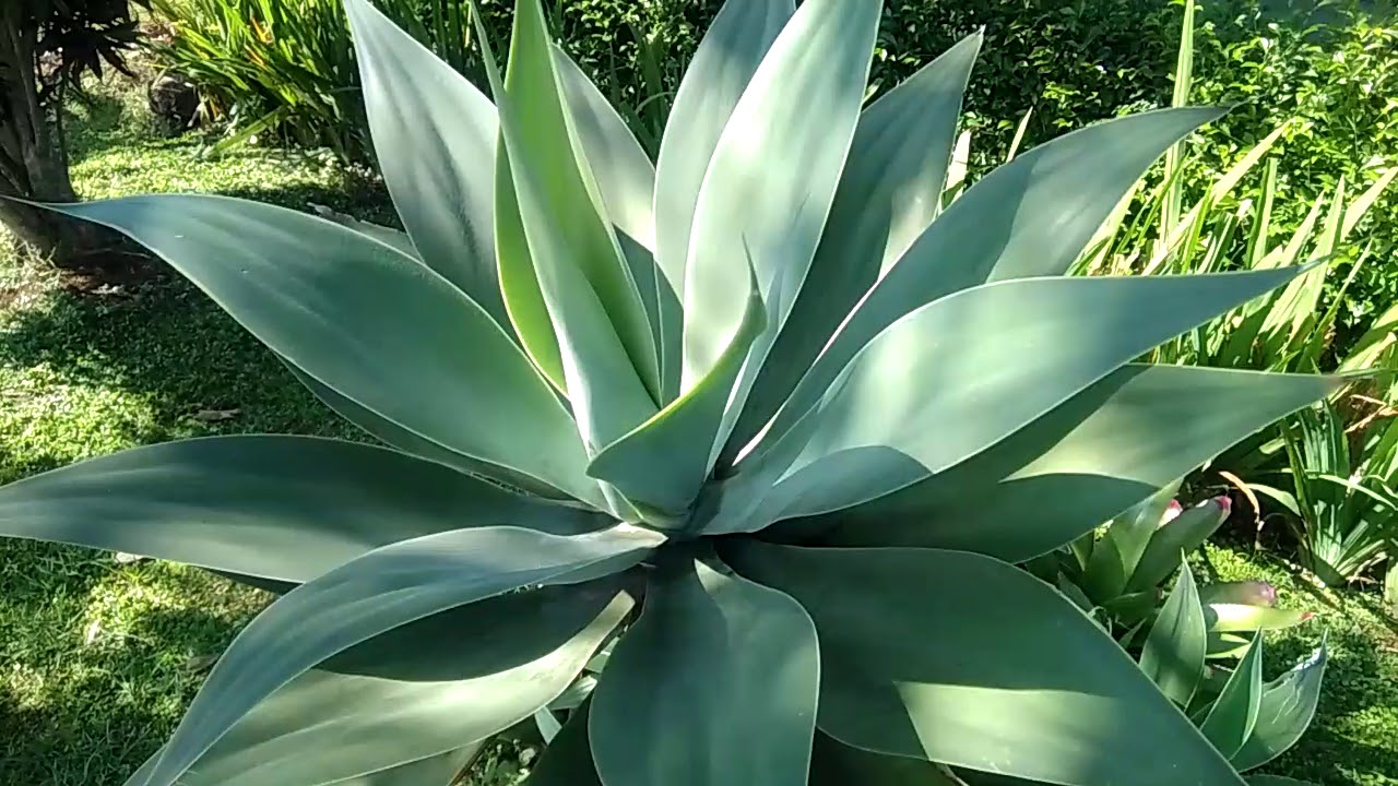 Tanaman hias Siklok (Agave attenuata) salah satu jenis Agave yang ...