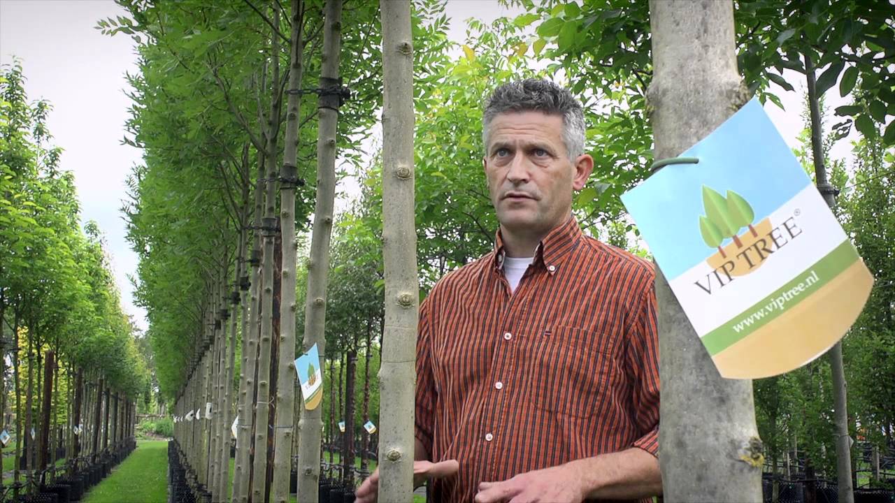 VIP TREE movie - YouTube