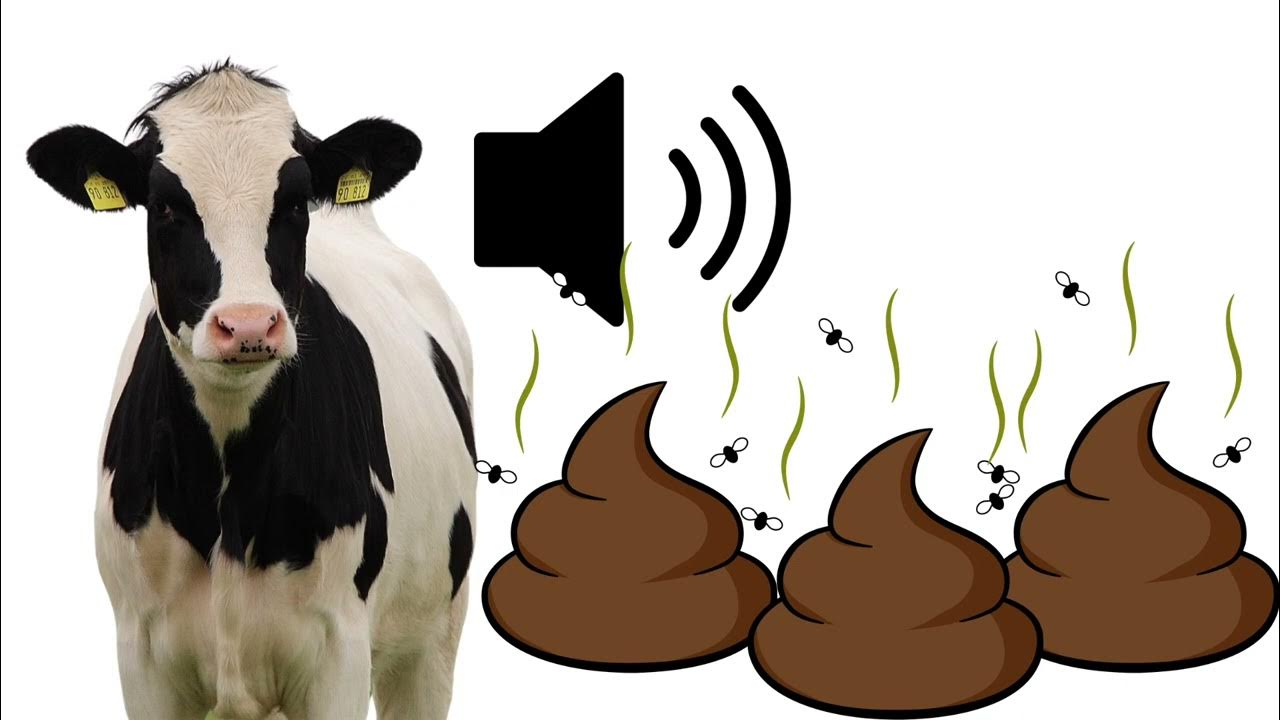 *WARNING* Disgusting Cow poo splat sound effect SFX (HD) - YouTube