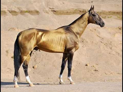 National animal of Turkmenistan - YouTube