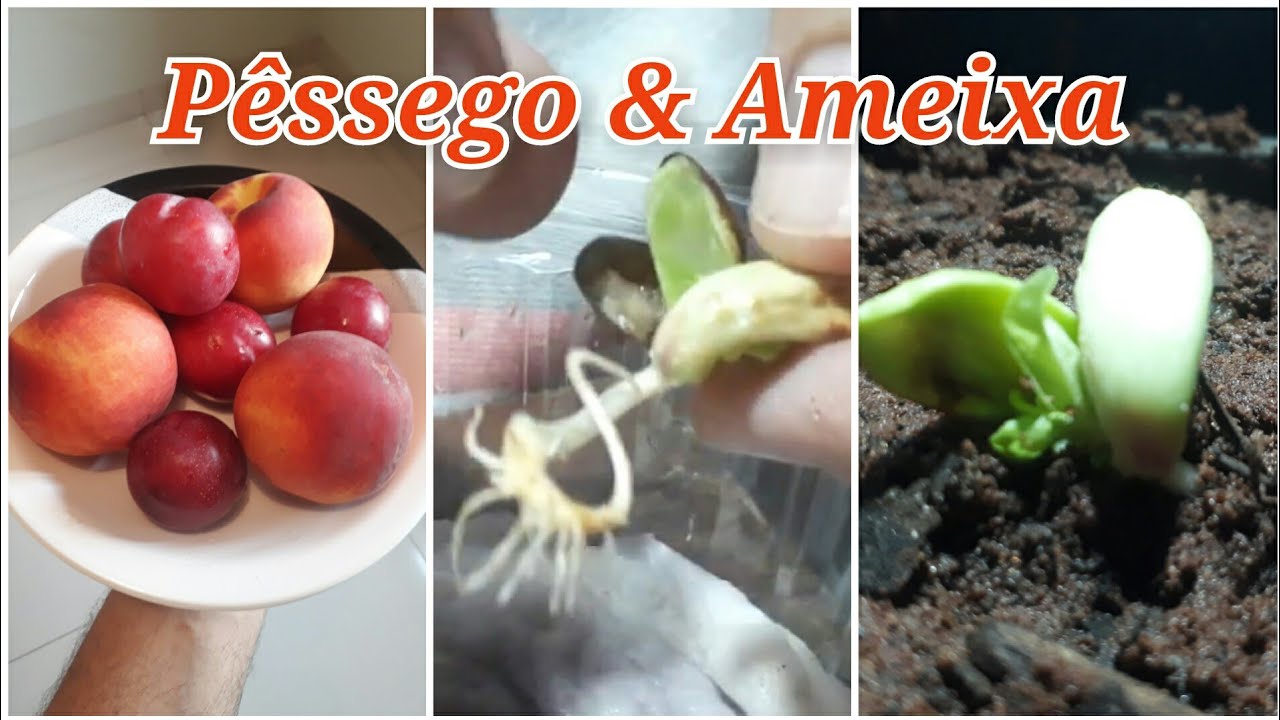 Como Plantar Ameixa e Pessego Pelo Caroço ou Semente? Passo a Passo ...