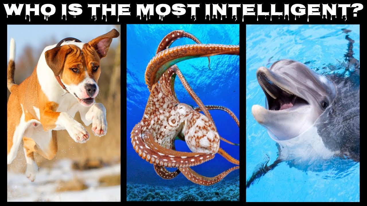 Top 10 - Most Intelligent Animals - YouTube