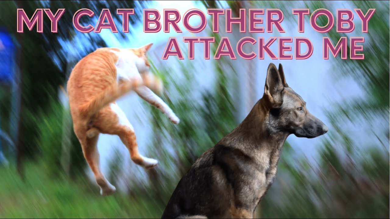 My cat brother Toby attacked me (probably my last video) - YouTube