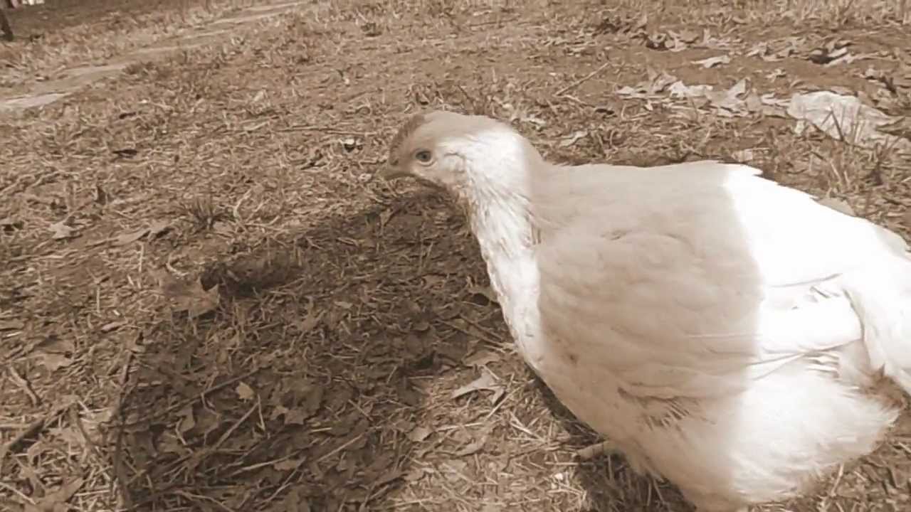Henrietta Chicken - YouTube