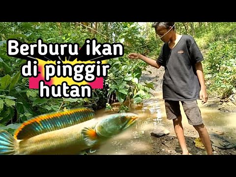 Menemukan kakak bocil dan bocil-bocil sedang berburu ikan di pinggir hutan