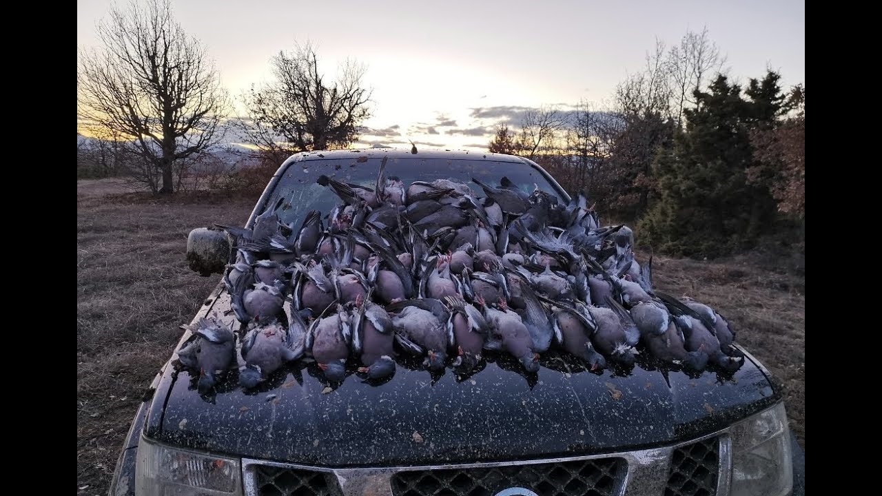 ΚΥΝΗΓΙ ΦΑΣΣΑΣ Νο56: ΚΑΡΤΕΡΙ ΣΤΟ ΠΕΡΑΣΜΑ hunting wood pigeon TAHTALI AVI ...