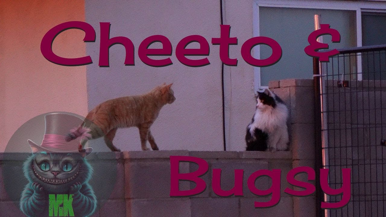 Cheeto and Bugsy - YouTube
