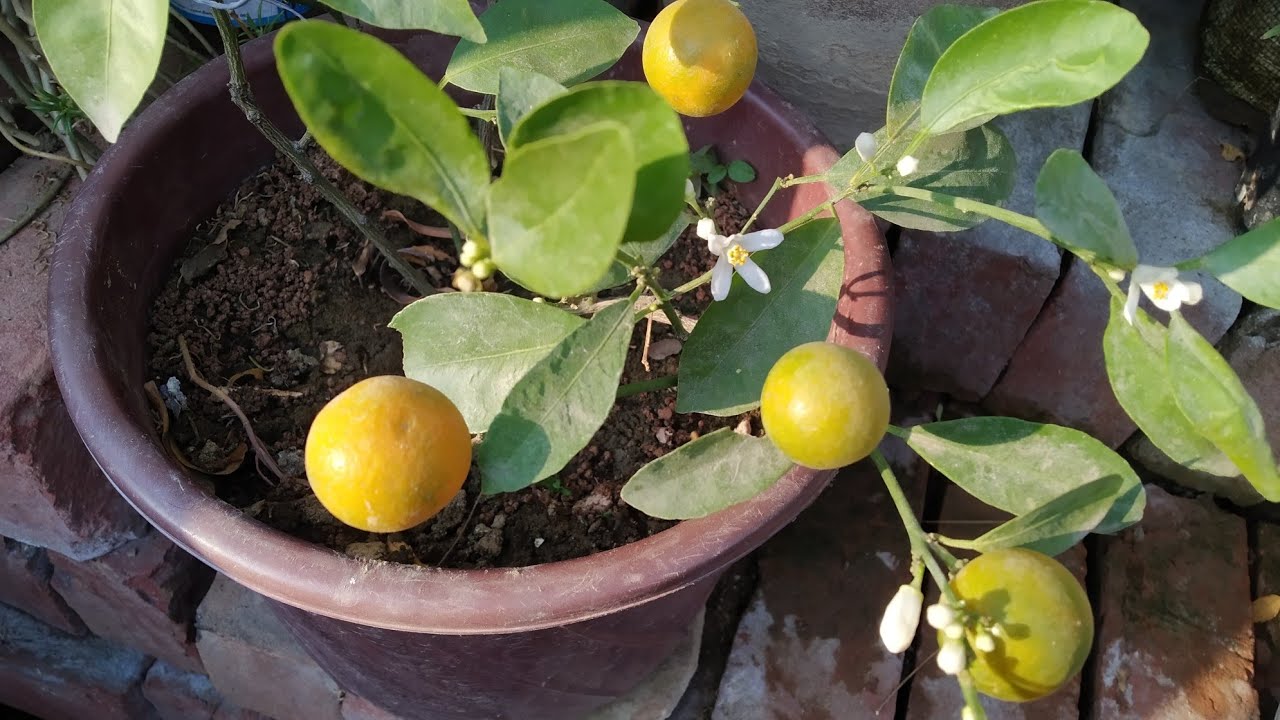 How to grow chinese oranges/chinese lemon/निम्बू || Care of lemon plant ...