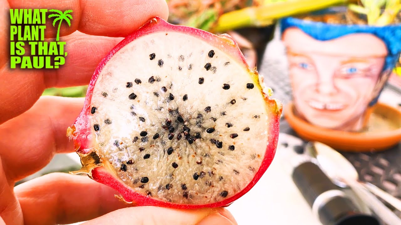 HARRISIA CACTUS FRUIT TASTING and REVIEW - YouTube