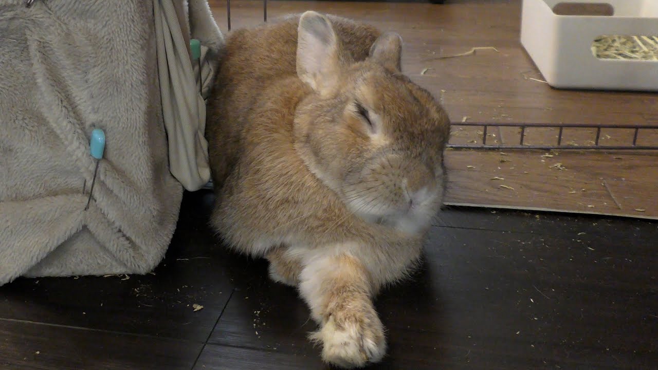 働くうさぎ? / A rabbit works? (vol.577) - YouTube