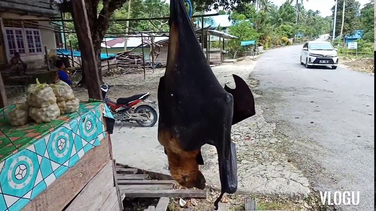 humor, paniki "kelelawar" balak asli papua. terviral kan - YouTube