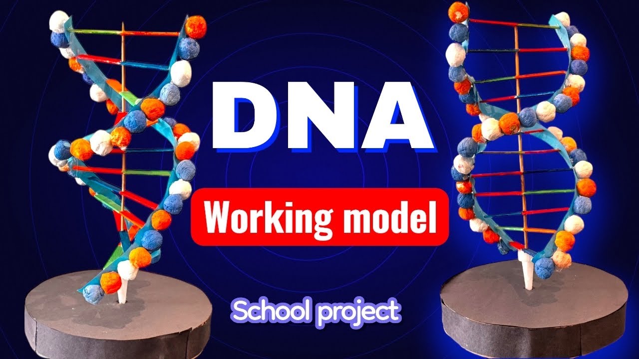 🧬 DIY DNA Model Using Popsicle Sticks & Clay Balls | Easy Science ...