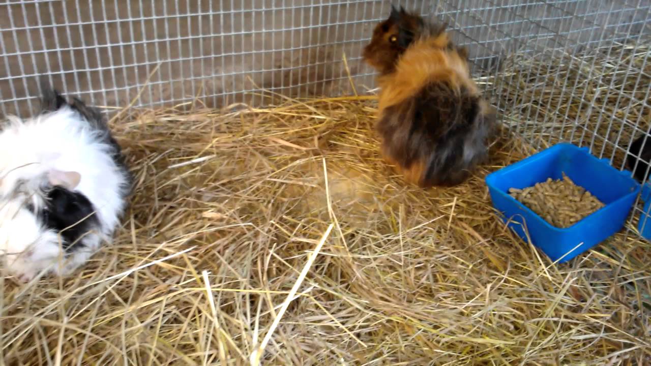 guimos peruanos - YouTube