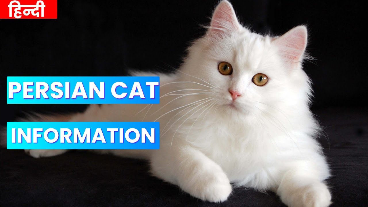 PERSIAN CAT INFORMATION IN HINDI CAT INFORMATION EP 2 CATS HINDI persian-cat-information-in-hindi-cat-information-ep-2-cats-hindi