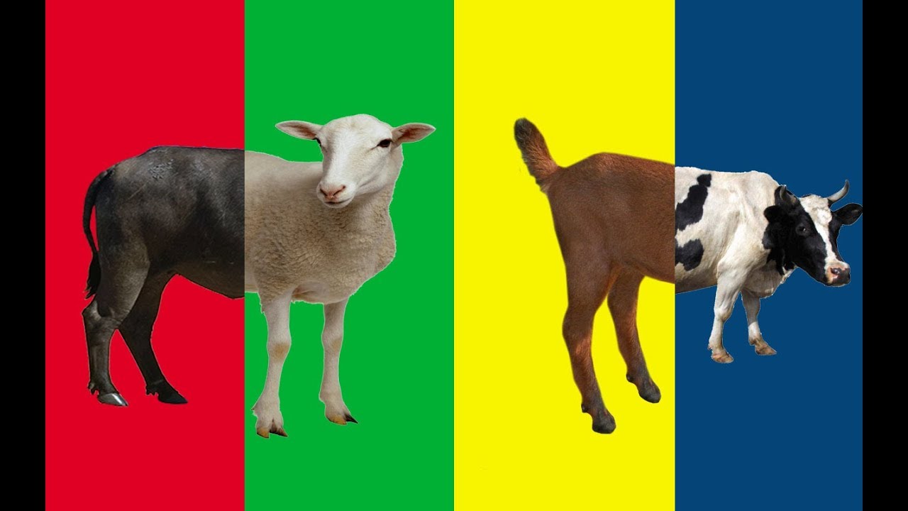 Matching Wrong Body Animals Learning For Kids Finger Family Rhymes for ...