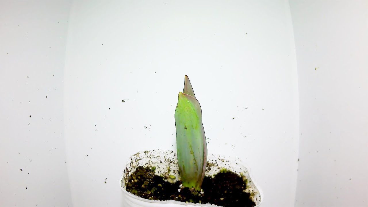 【球根】チューリップの発芽 / Germination of tulip (Timelapse) - YouTube