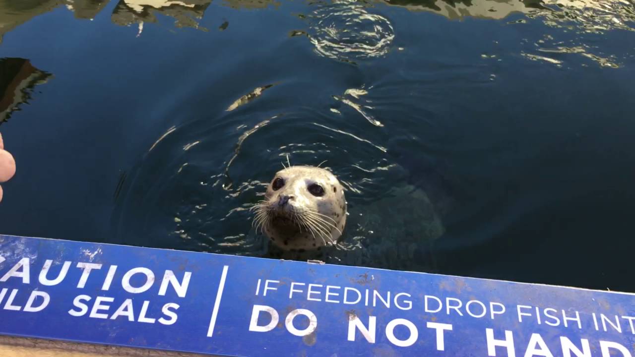 Feeding the seals! - YouTube
