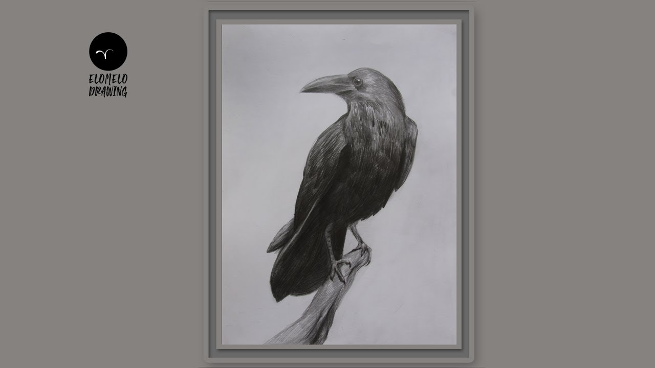 How To Draw A Crow Step By Step || Pencil Sketch || Drawing - YouTube