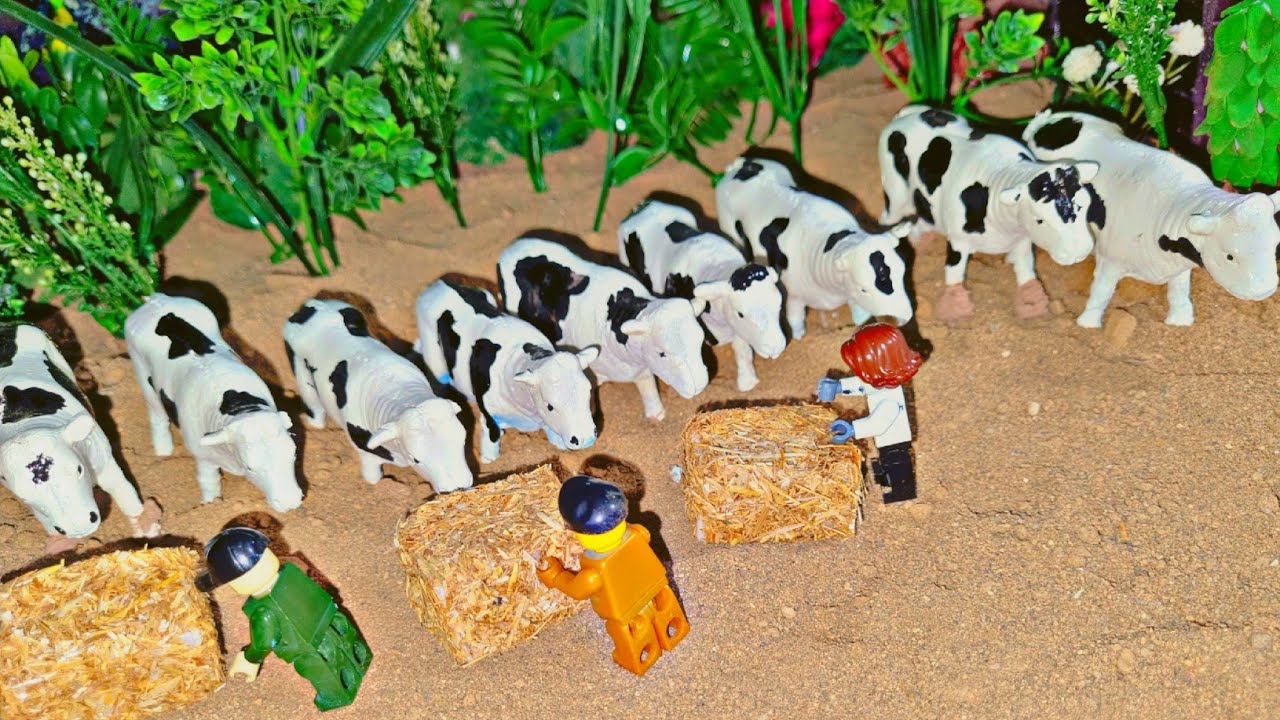 Feeding the cows | producing hay and hay | The cow stuck in the swamp ...