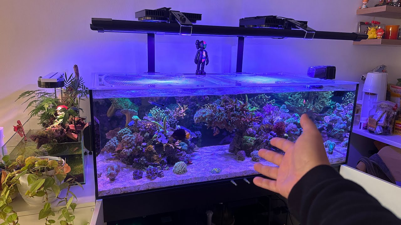 Reef Tank Update January 2023 - Waterbox 105.4 Frag Aquarium - YouTube