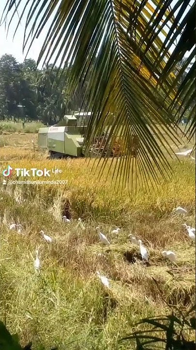 ගොයම් කපන මැශින් එකක්😅 Youtube