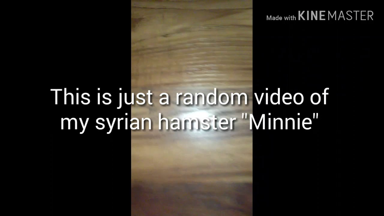 My first hamster video! (Cringe) - YouTube