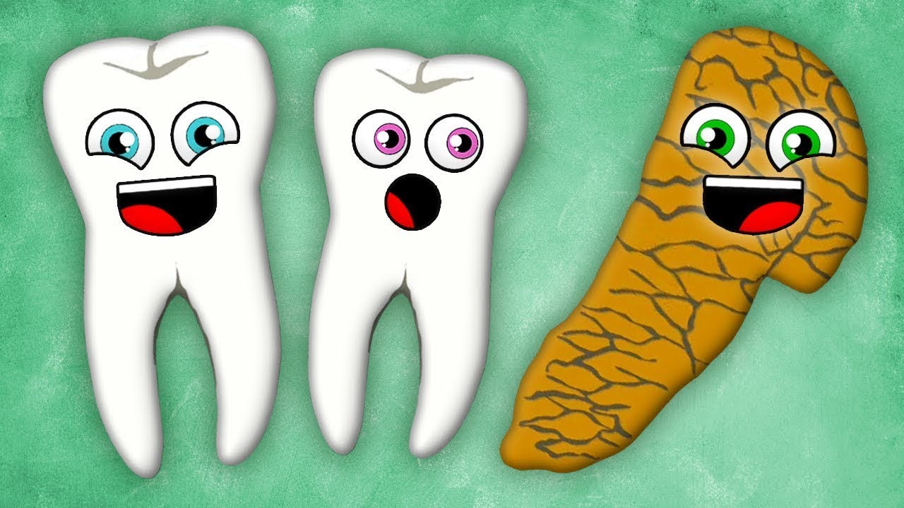 The Teeth and Pancreas! | KLT Anatomy - YouTube