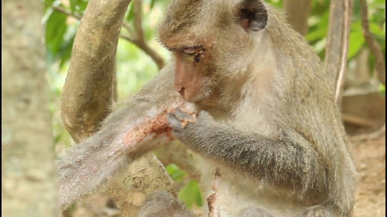 Electric shock monkey It swings from live power lines, falls from ...