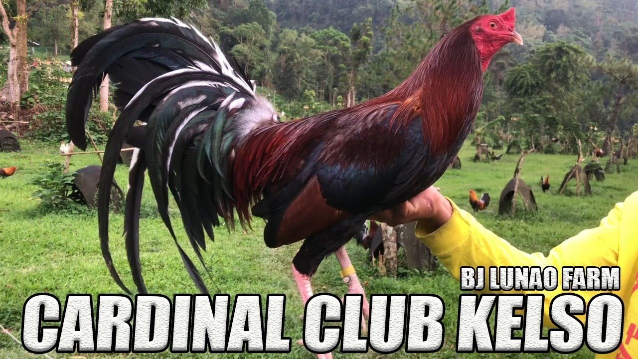 Beautiful Cardinal Club Kelso Grey Gilmore BJ LUNAO FARM - YouTube
