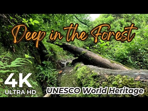 Forest 4K, Beautiful Forest Walk, UNESCO World Heritage Site, 4K Video ...