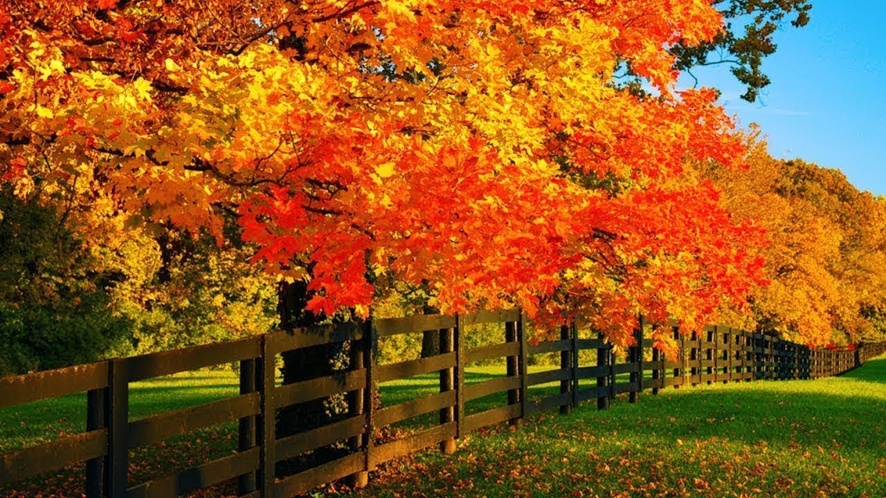 Beautiful Relaxing Music, Peaceful Soothing Instrumental Music ...