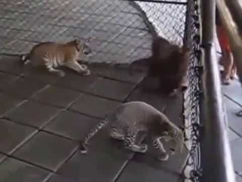 funny monkey and tiger vs monkey funny video tiger and monkey fight ...