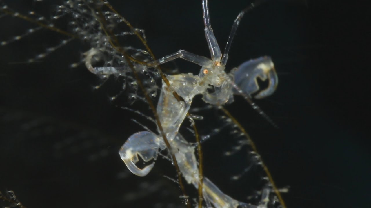 Amazing Skeleton Shrimps - Super Macro Video - YouTube