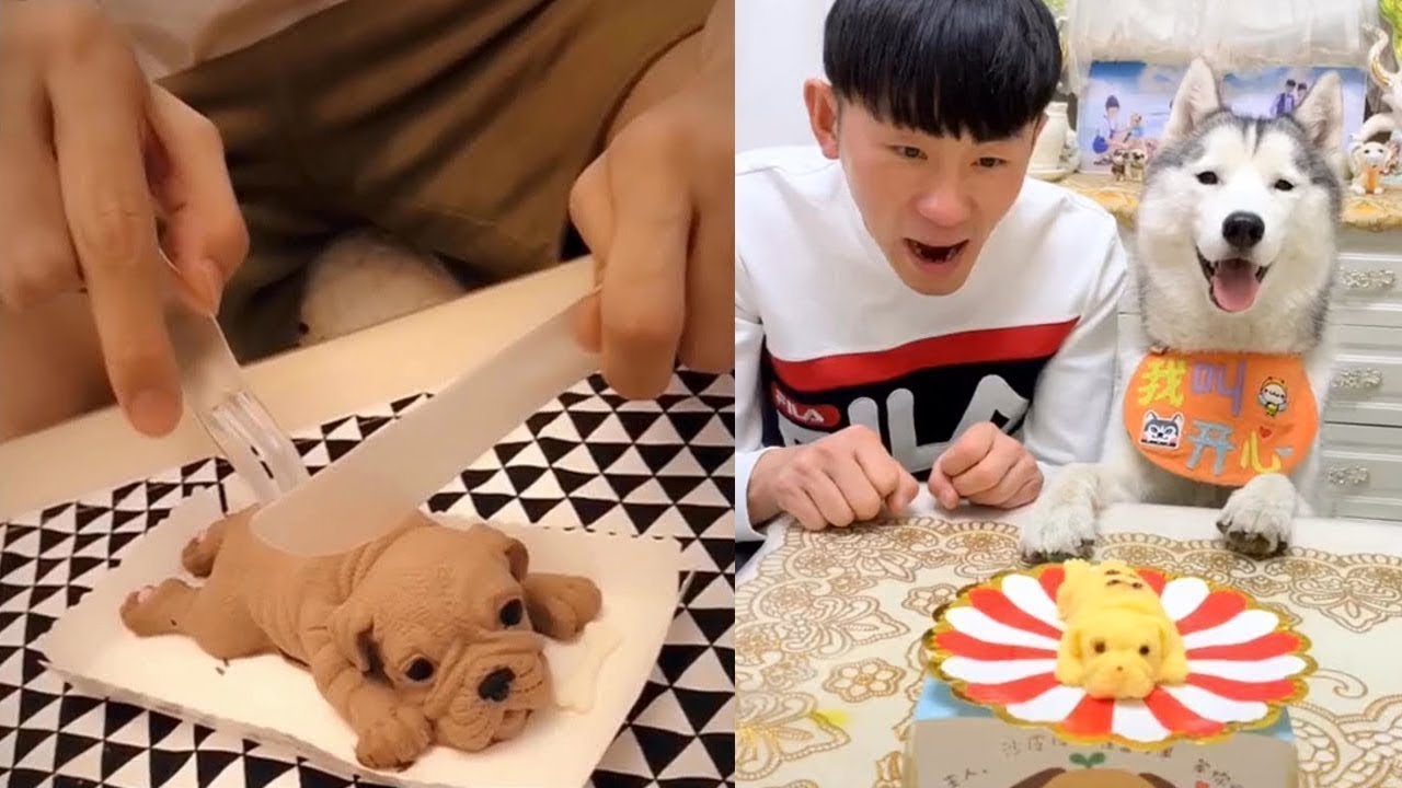 Dog Reacting to Cutting Cake | Funny Dog Reacting Compilation. - YouTube