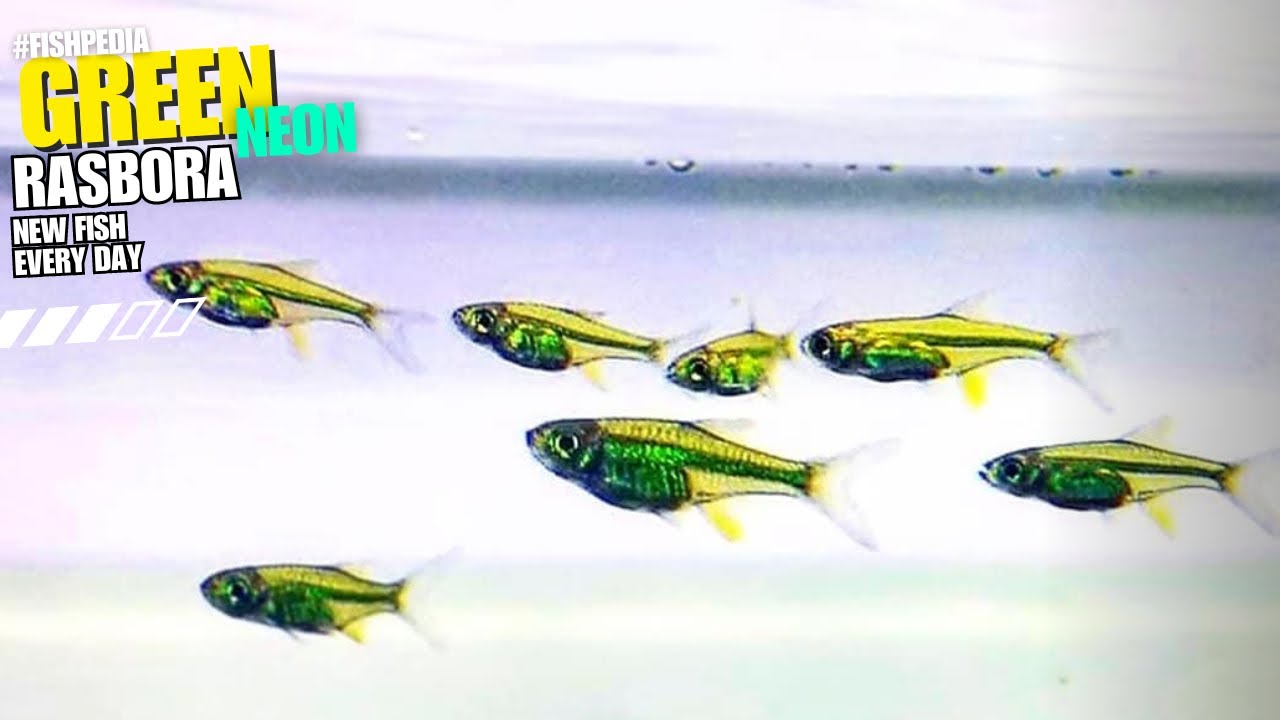 Green Neon Rasbora | Exquisite Microdevario Kubotai Aquarium Showcase 🐠 ...