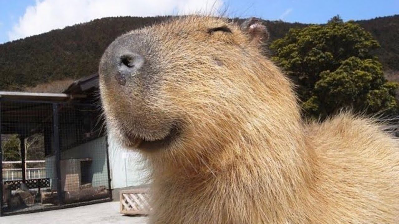 Capybara Mode ON!!!11!111!1! - YouTube