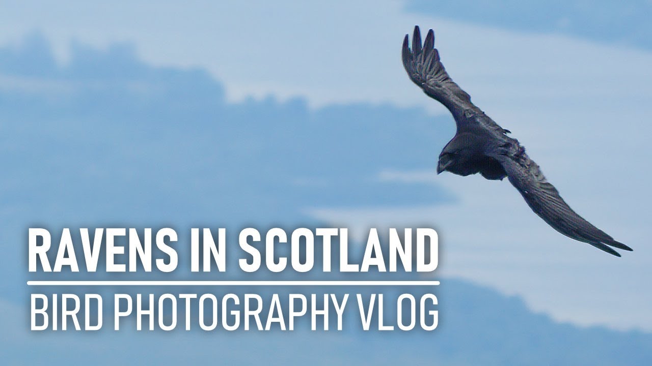 Bird photography in Scotland: RAVENS - YouTube