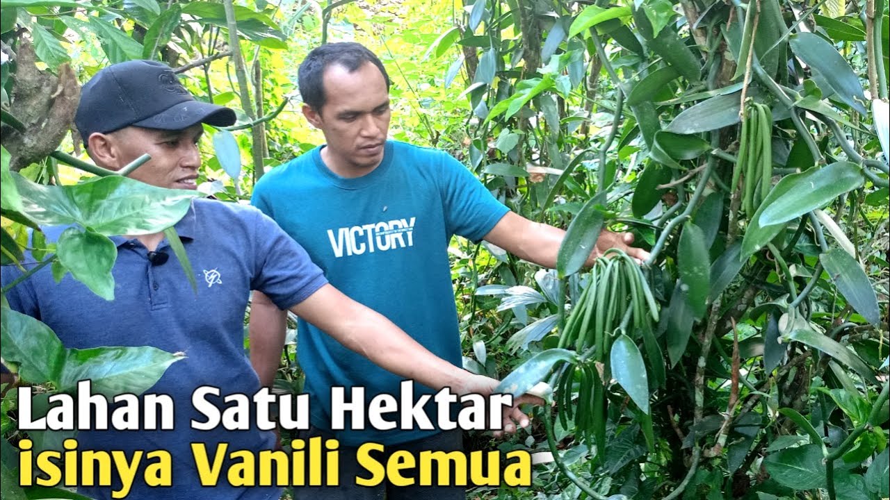 KEBUN VANILI TERBAIK DI SULAWESI ! Buahnya Lebat, Tanpa Busuk Batang ...