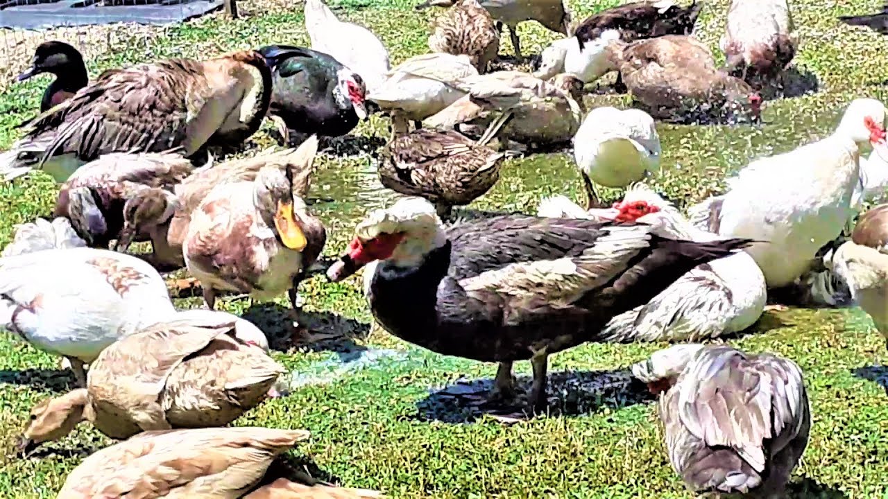 HYBRID CAYUGA MUSCOVY & CRESTED DUCK AFRICAN & TOULOUSE GEESE PLAY WITH ...