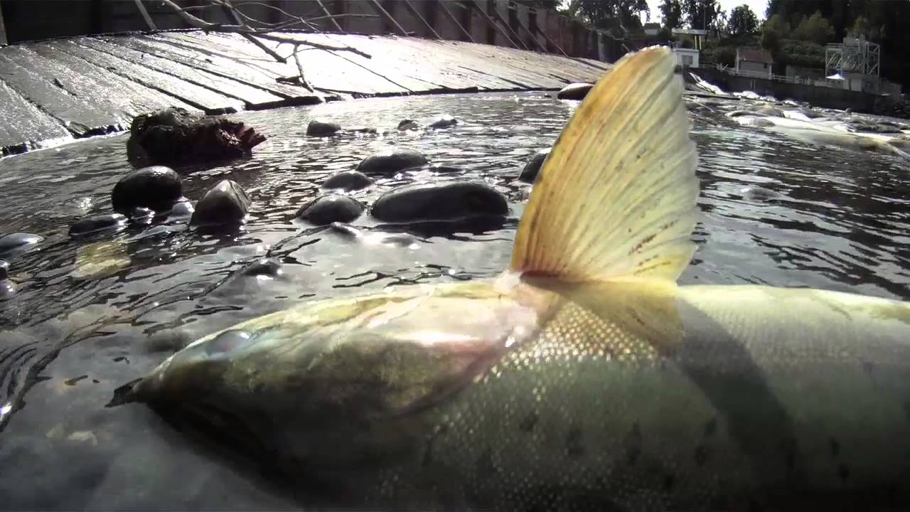 Stop the Fish Kills at Washington's Buckley Dam - YouTube