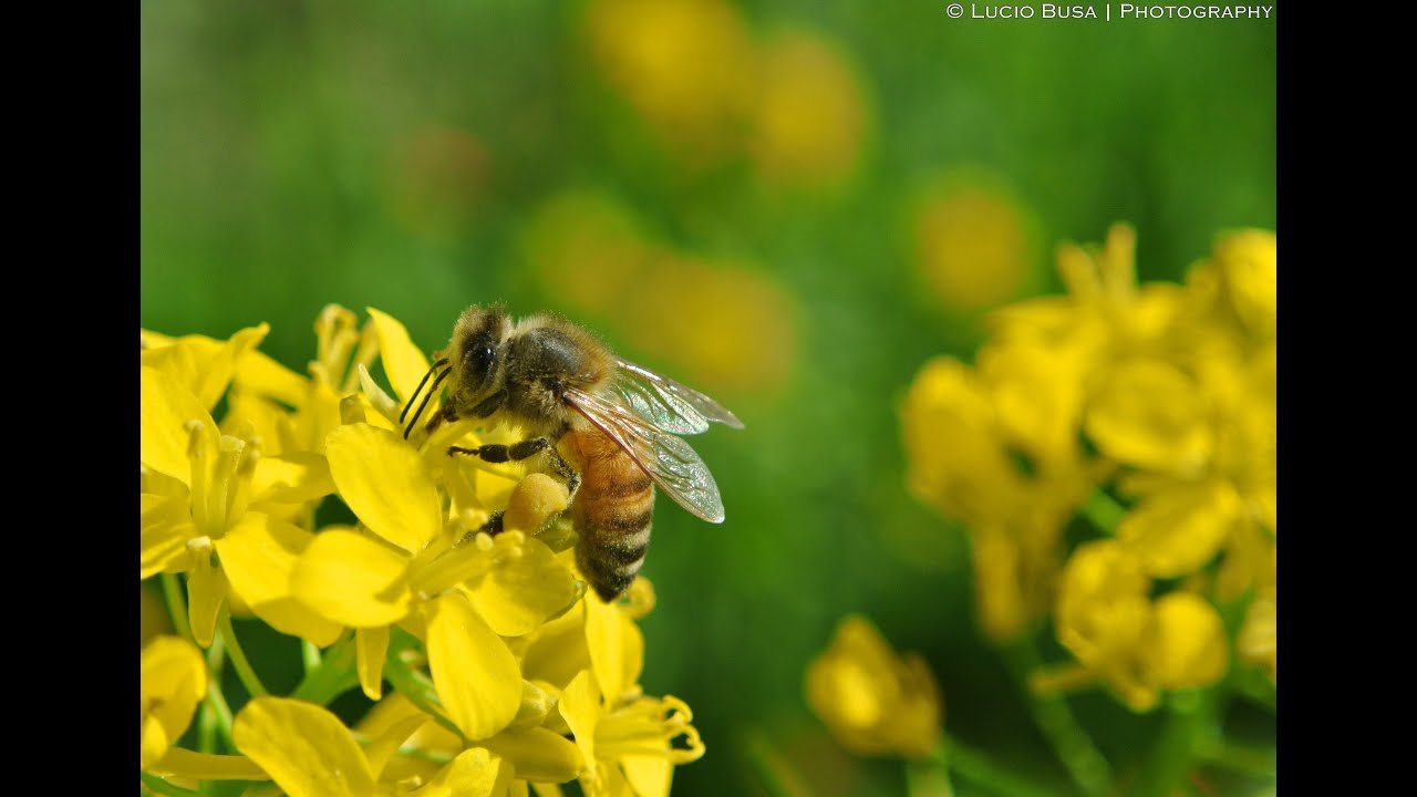 Api, l'impollinazione - bees pollination Macro 1080p 60 fps Nikon 1 J2 ...