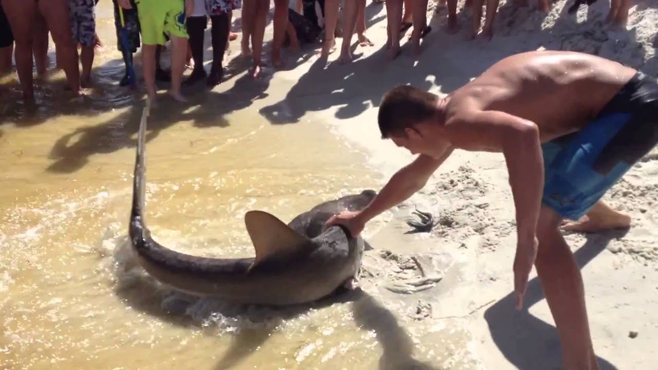 CATCHING HAMMERHEAD SHARK - YouTube